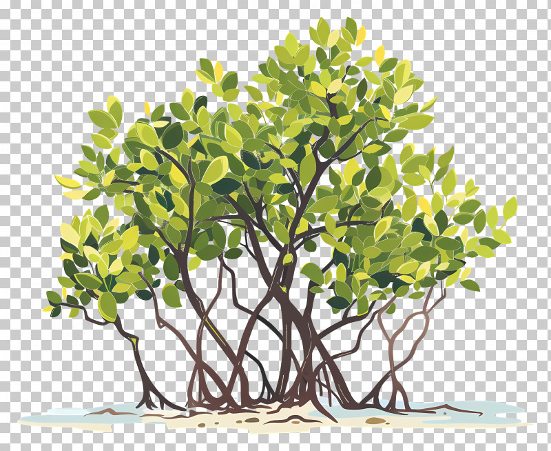 Mangrove Tree - Mangrove Tree In Nature PNG, Clipart, Botanical Beauty ...