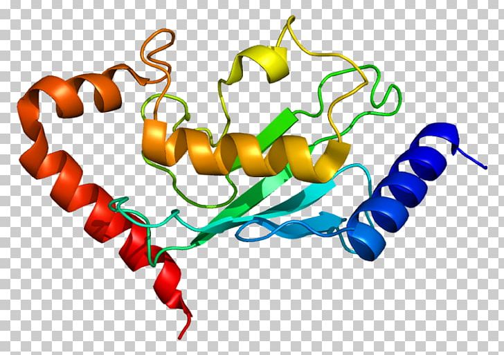 Ube2b Ube2a Ubiquitin Conjugating Enzyme Ube2j1 Protein Png Clipart