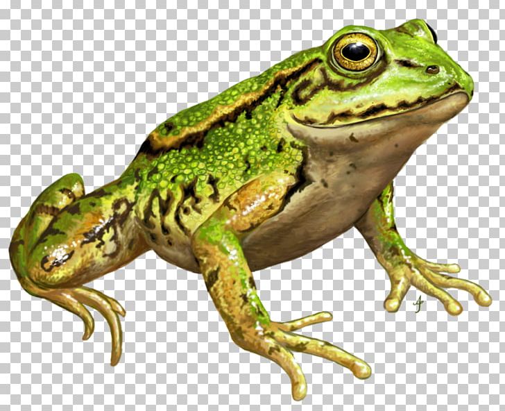 American Bullfrog Amphibians Edible Frog PNG, Clipart, American ...