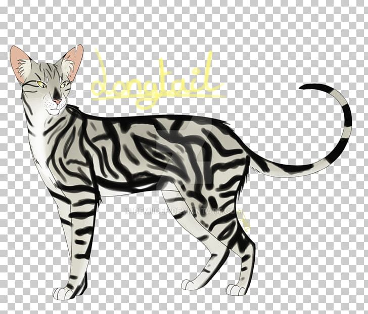 American Shorthair California Spangled Toyger Bengal Cat Sokoke PNG ...