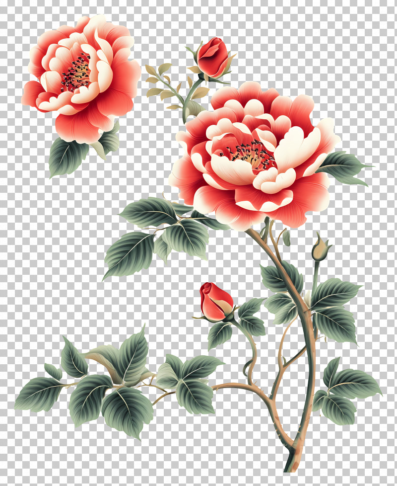 Chinese Rose - Red Flowers Illustration PNG, Clipart, Bloom, Botanical ...