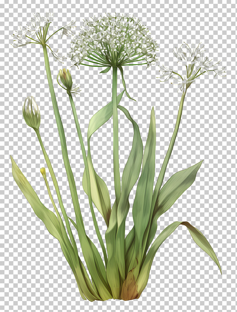 Wild Leek Plant - Wild Garlic Plant With White Flowers PNG, Clipart ...