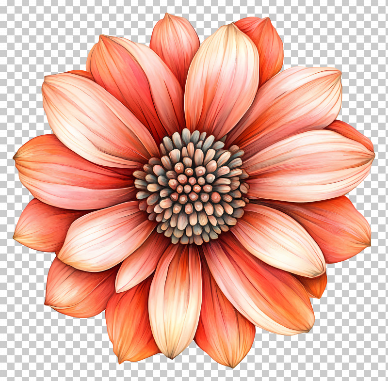 Flower Top View - Orange Flower With Petals PNG, Clipart, Beauty, Bloom ...