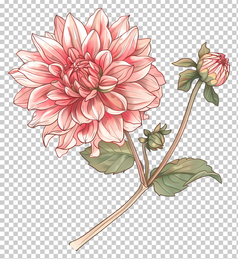 Dahlia Flower - Pink Dahlia Flower With Stem And Buds PNG, Clipart ...