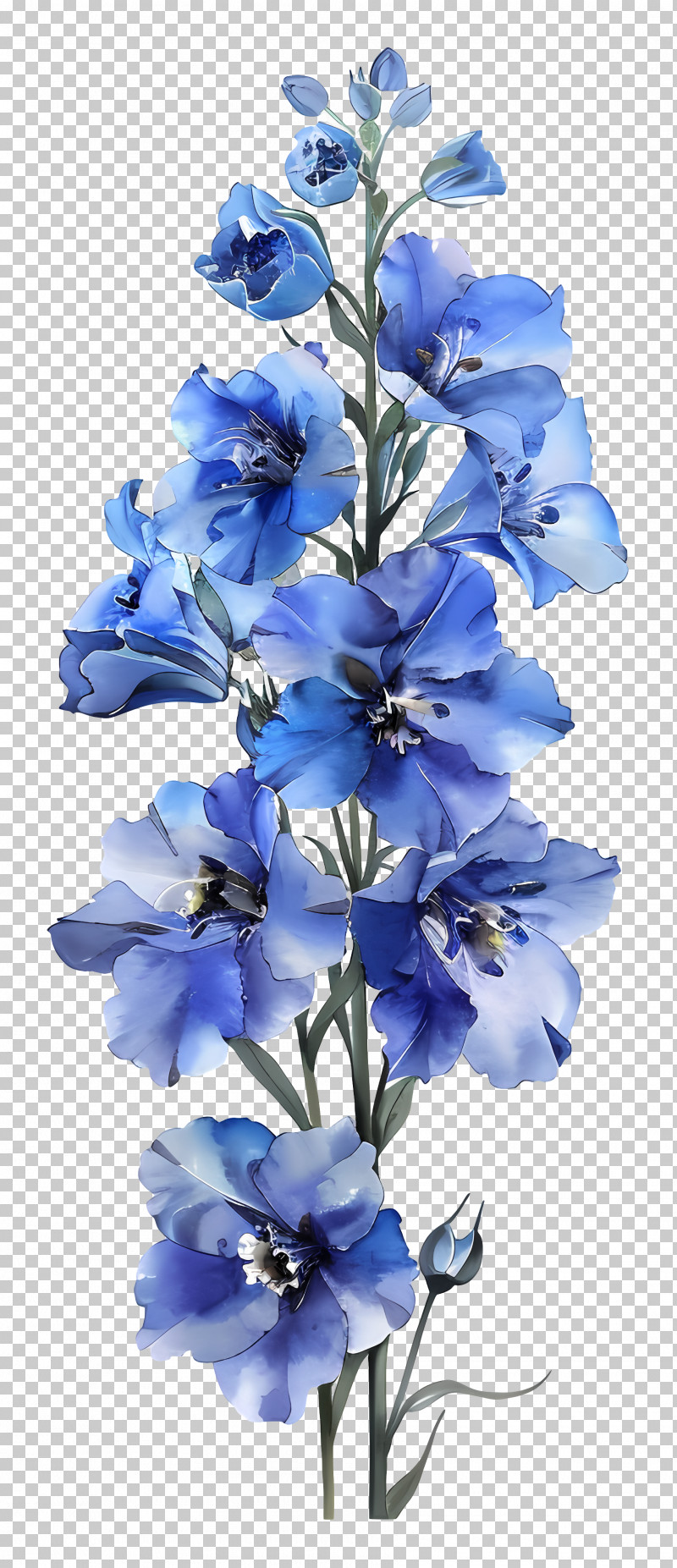 Delphinium - Blue Delphinium Flowers With Lush Bloom PNG, Clipart ...