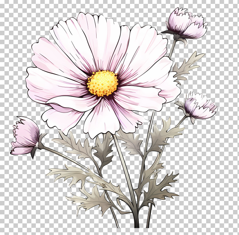 Doodle Cosmos Flower - Illustration Of Cosmos Flower With Delicate ...