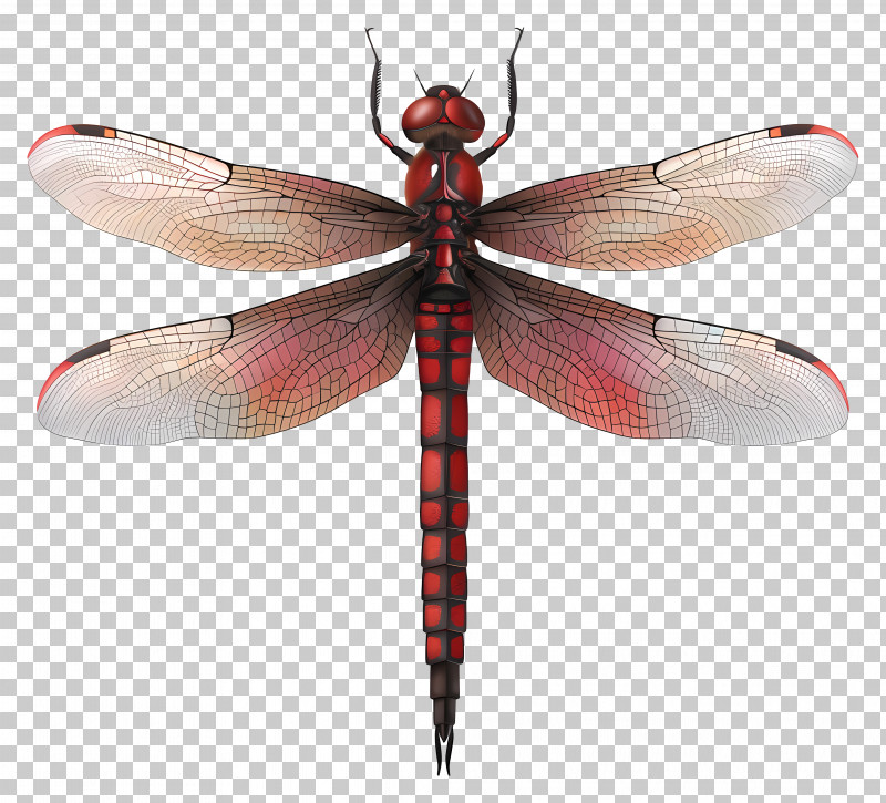 Dragonfly Day - Detailed Red Dragonfly Illustration PNG, Clipart ...