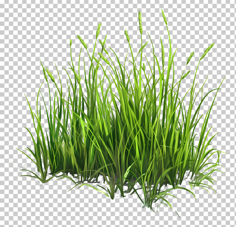 Grass Animated - Green Grass Blades In Fresh Outdoor Style PNG, Clipart ...