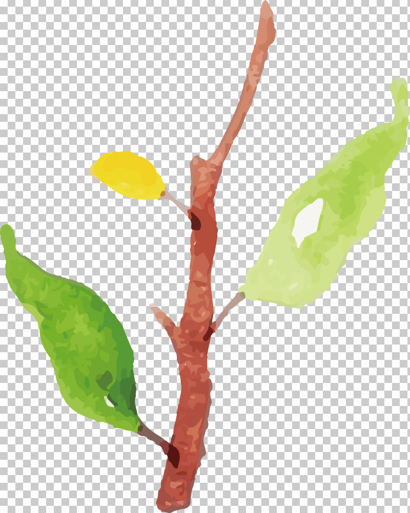 Twig Plant Stem Leaf Plants Science PNG, Clipart, Biology, Leaf, Plants ...