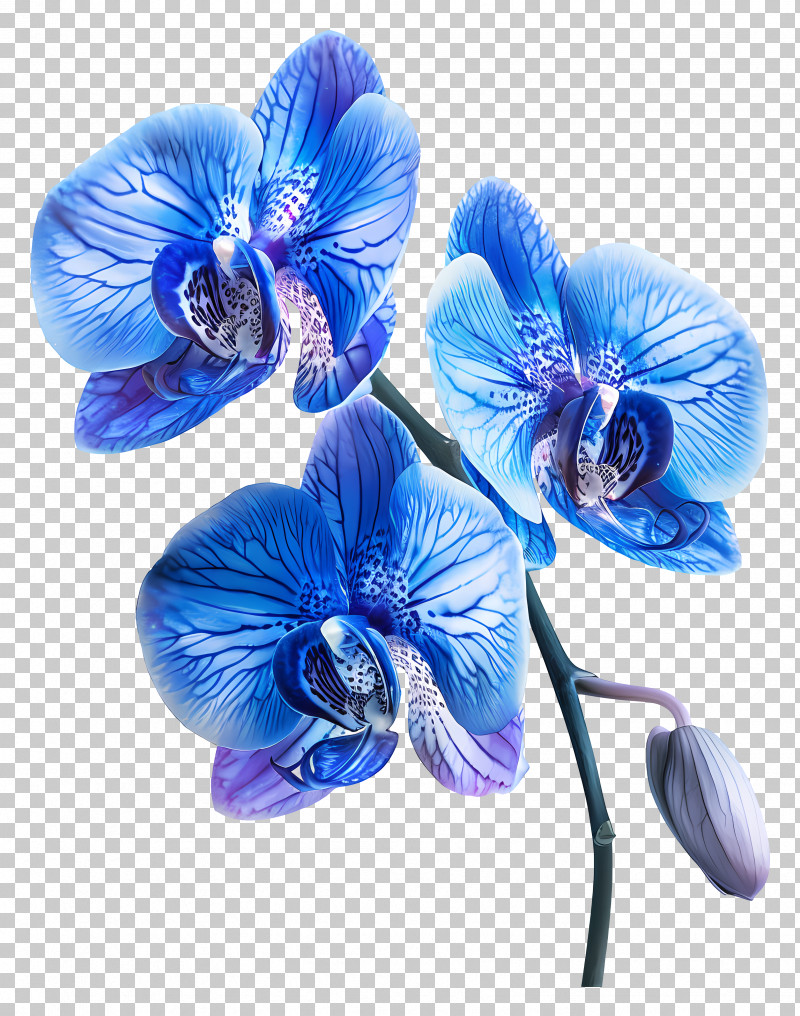 Orchid Flower - Stunning Blue Orchids PNG, Clipart, Blue Orchid, Blue ...