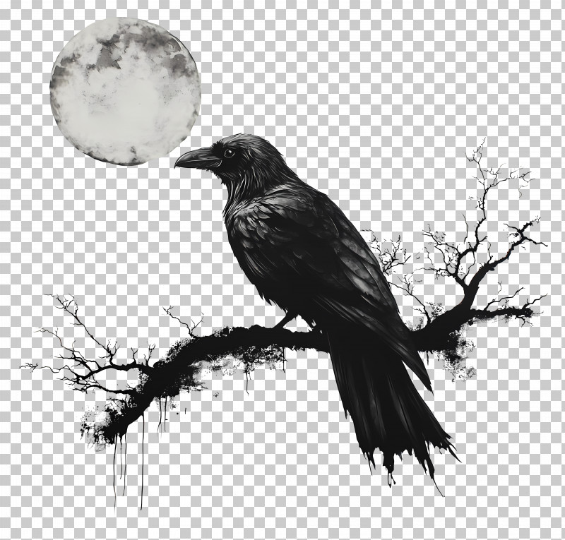 Halloween Raven - Raven On Branch With Moon PNG, Clipart, Branch, Dark ...