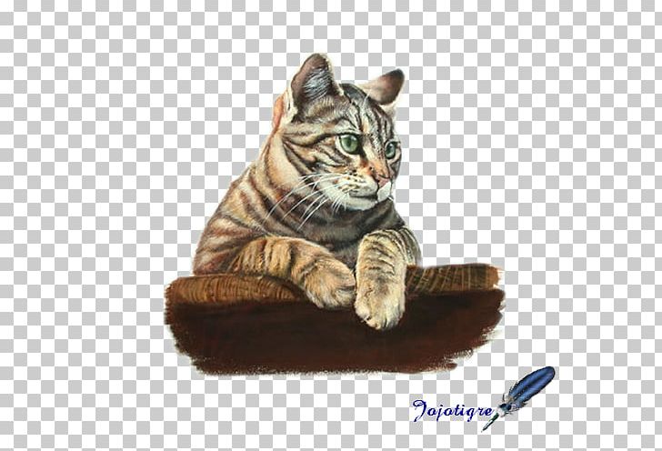American Shorthair Tabby Cat California Spangled European Shorthair ...