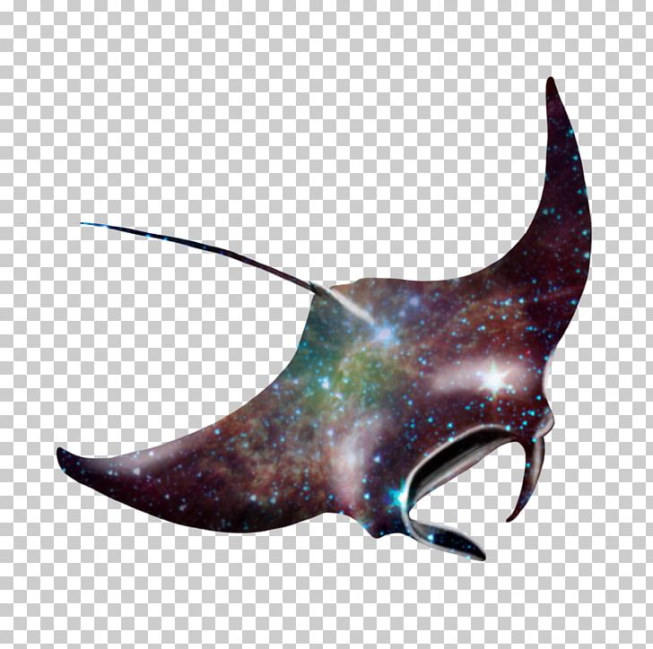 Giant Oceanic Manta Ray Batoidea Myliobatoidei Drawing PNG, Clipart ...