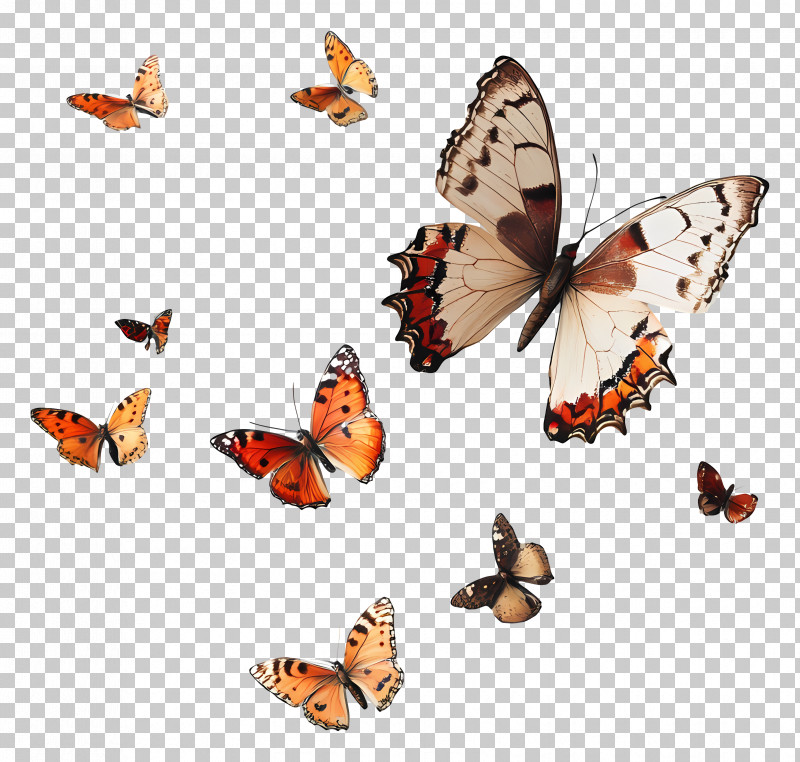 Flying Butterfly - Beautiful Colorful Butterflies In Flight PNG ...