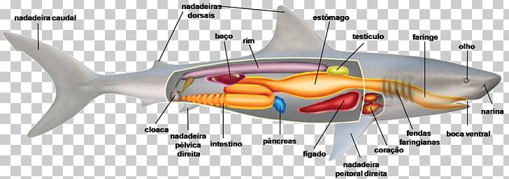 Bony Fishes Shark Cartilaginous Fishes Cartilage PNG Clipart Anatomy 