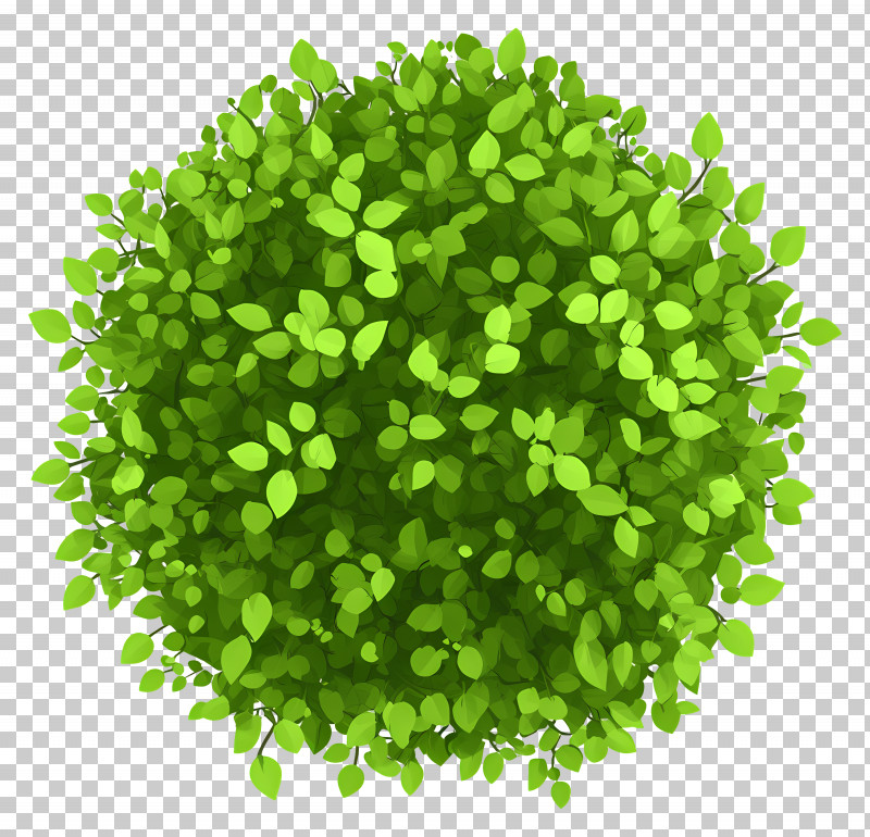 Green Tree Plan - Lush Green Bush Illustration PNG, Clipart, Bush ...