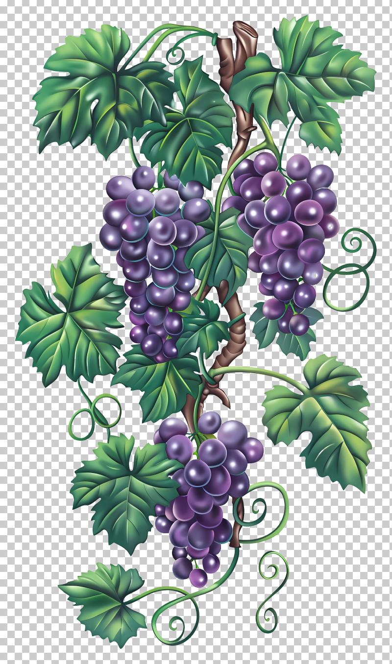 Grape Vine - Detailed Purple Grapevine Art With Leaves PNG, Clipart ...