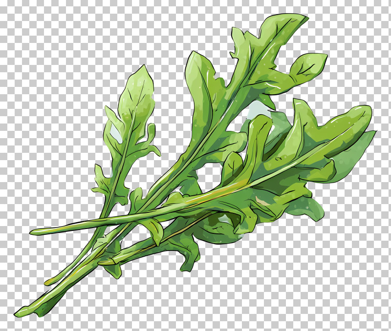 Arugula - Arugula Leaves Illustration PNG, Clipart, Arugula, Arugula ...