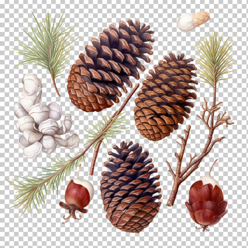 Pinecone - Detailed Pine Cones And Branches Illustration PNG, Clipart ...