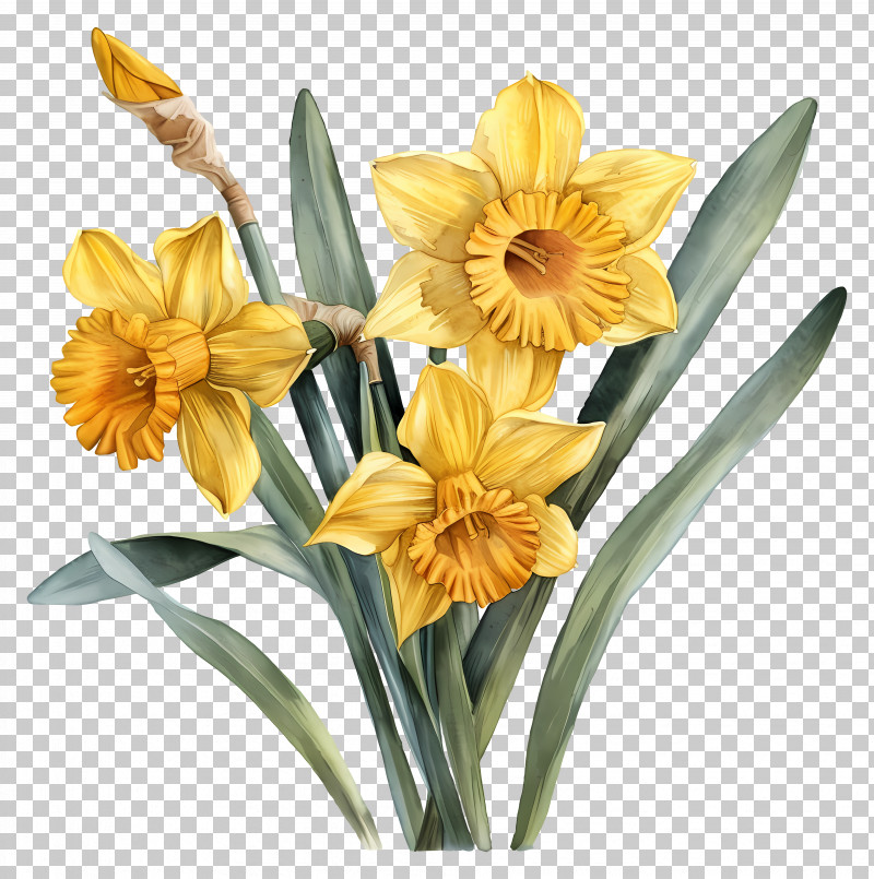 Yellow Daffodil Bouquet - Yellow Daffodil Flowers In Bloom PNG, Clipart ...