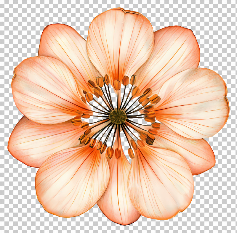 Flower Top View - Orange Flower With Detailed Petals PNG, Clipart ...