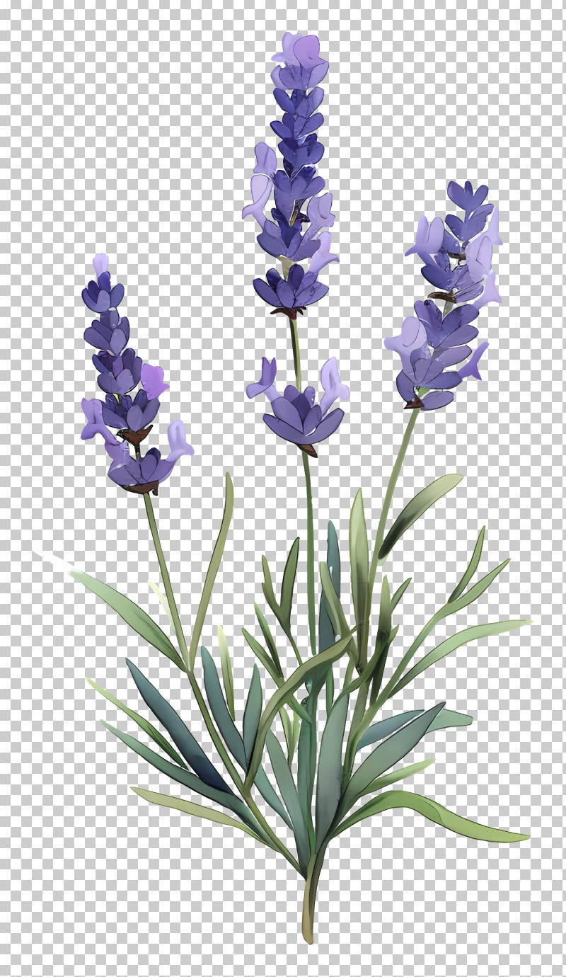 Lavender - Lavender Flowers Watercolor Art PNG, Clipart, Aromatic ...