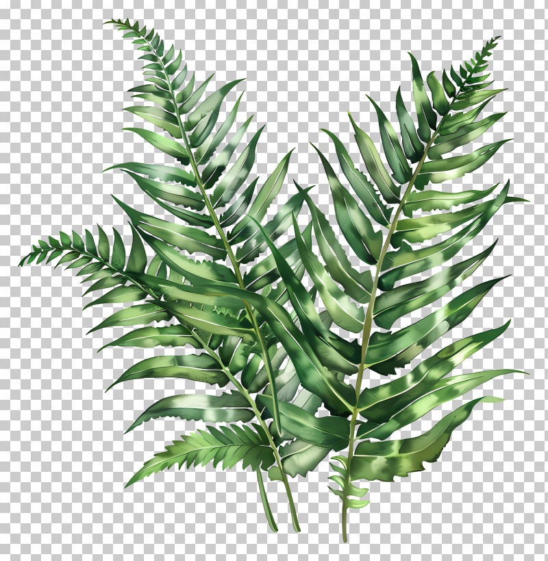 Garden Fern - Lush Green Fern PNG, Clipart, Botanical Education, Botany ... Garden Fern - Lush Green Fern PNG, Clipart, Botanical Education, Botany ...