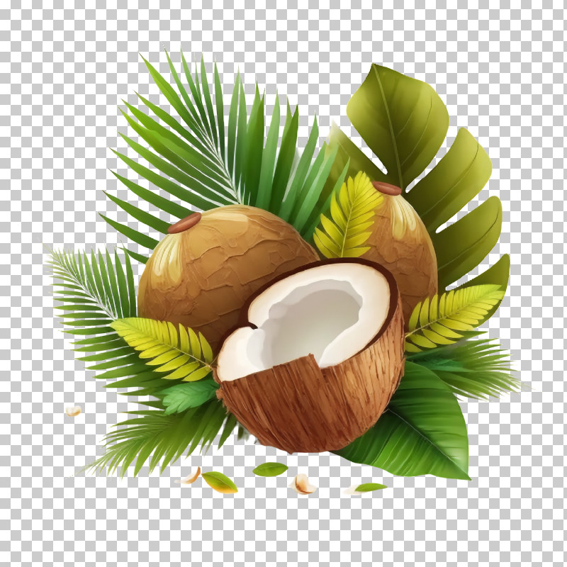 Cartoon Coconut - Fresh Coconuts With Tropical Leaves PNG, Clipart ...
