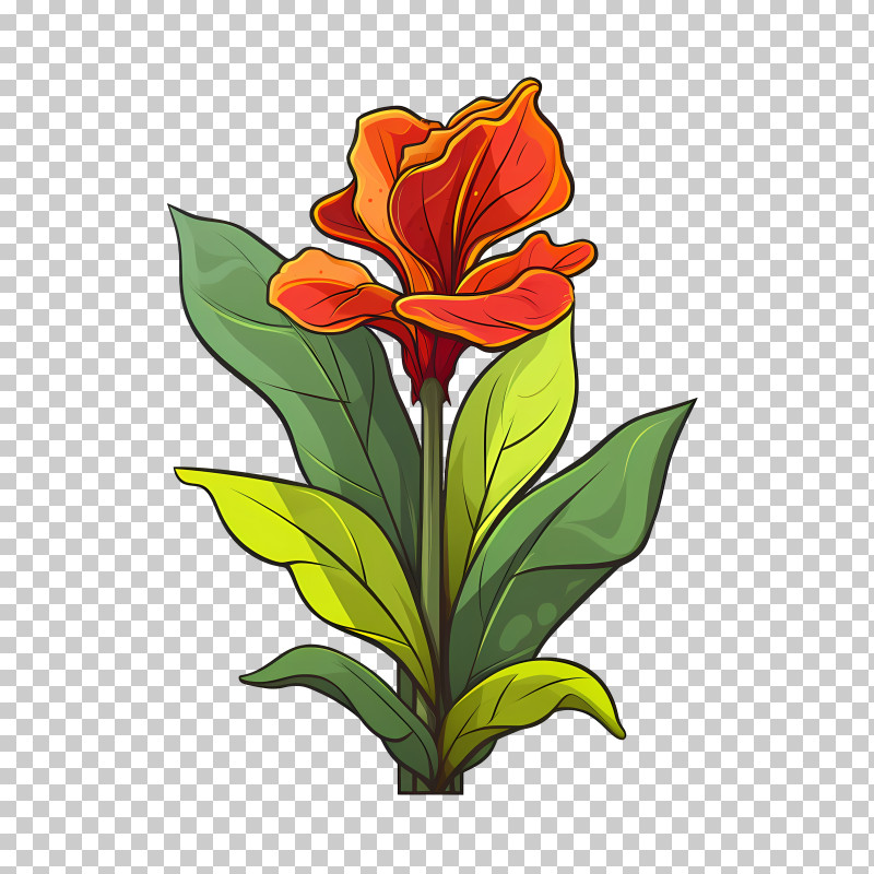 Canna Indica - Red Calla Lily With Lush Green Leaves PNG, Clipart ...