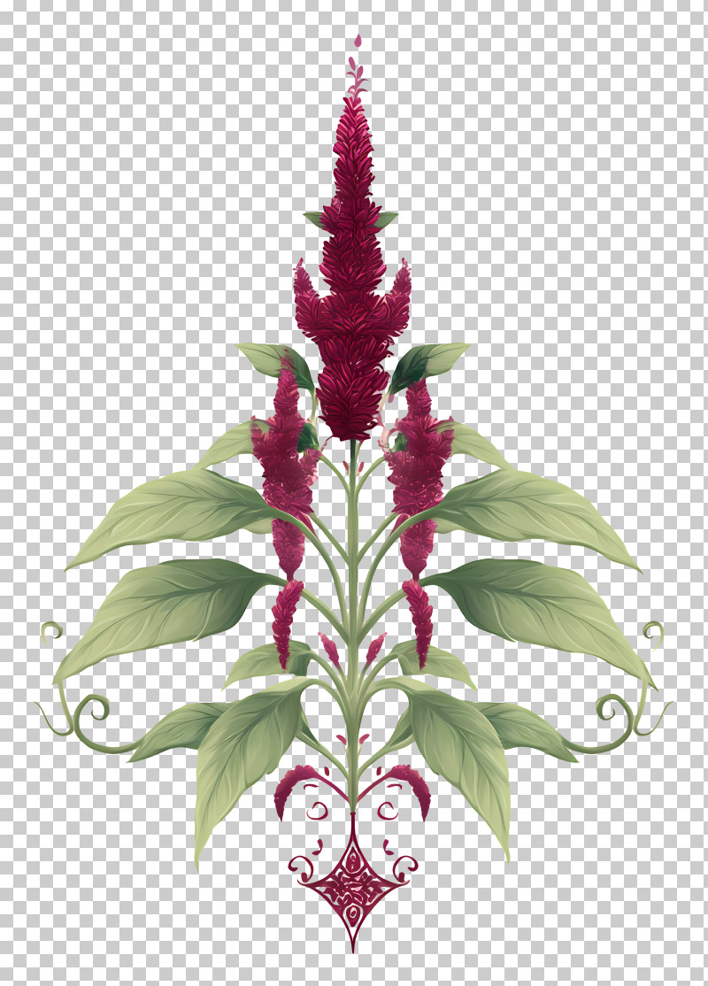 Amaranth - Amaranth Plant With Leaves Illustration PNG, Clipart ...