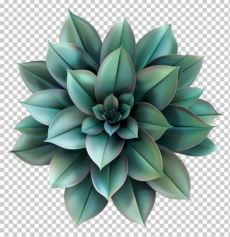 Plant Top View - Realistic Succulent Illustration With Green Leaves PNG ...