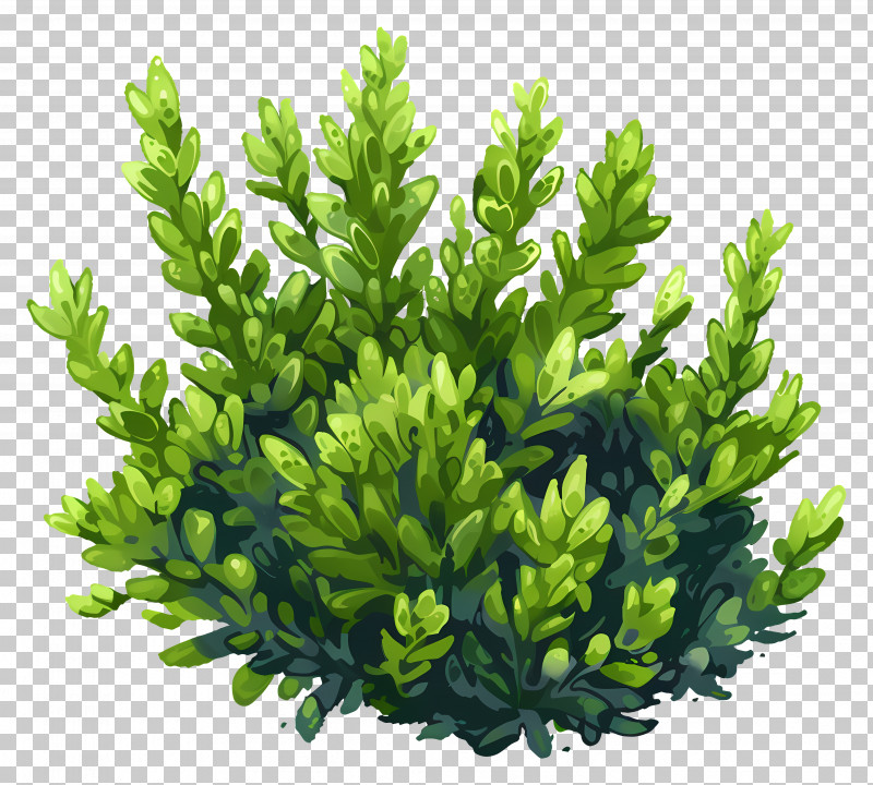Moss Plant - Lush Green Shrubbery Illustration PNG, Clipart ...