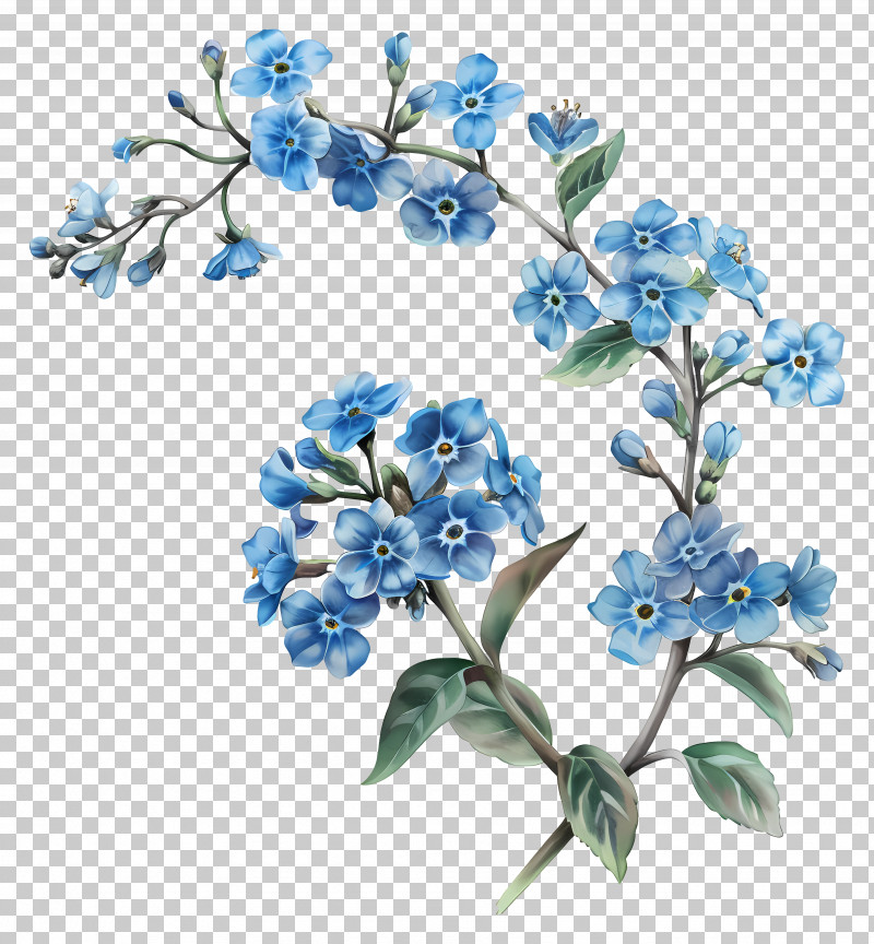 Small Flower - Blue Forget-Me-Nots Botanical Illustration PNG, Clipart ...
