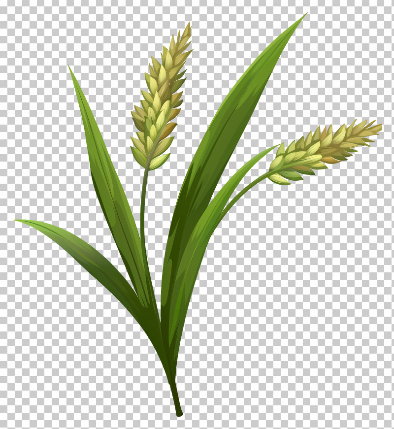 Grass Flower - Wheat Plants And Stalks Illustration In Nature Style PNG ...