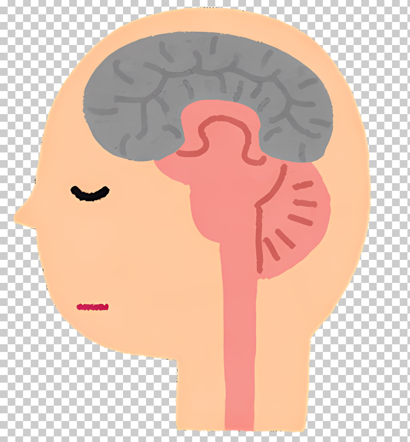 Health - Brain Cartoon Illustration For Education Concept PNG, Clipart ...