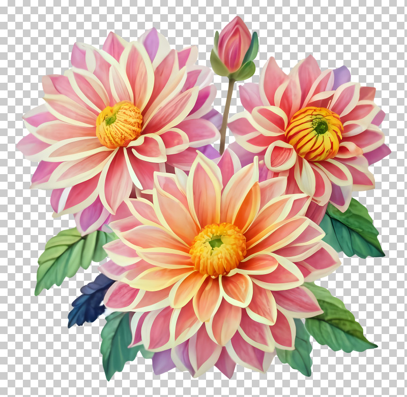 Bouquet - Pink Dahlia Flowers With Vibrant Petals In Bloom PNG, Clipart ...