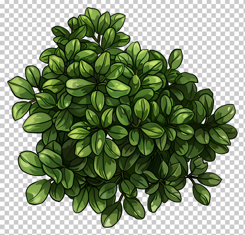Shrub Plant Top View - Green Bush With Dense Foliage PNG, Clipart ...