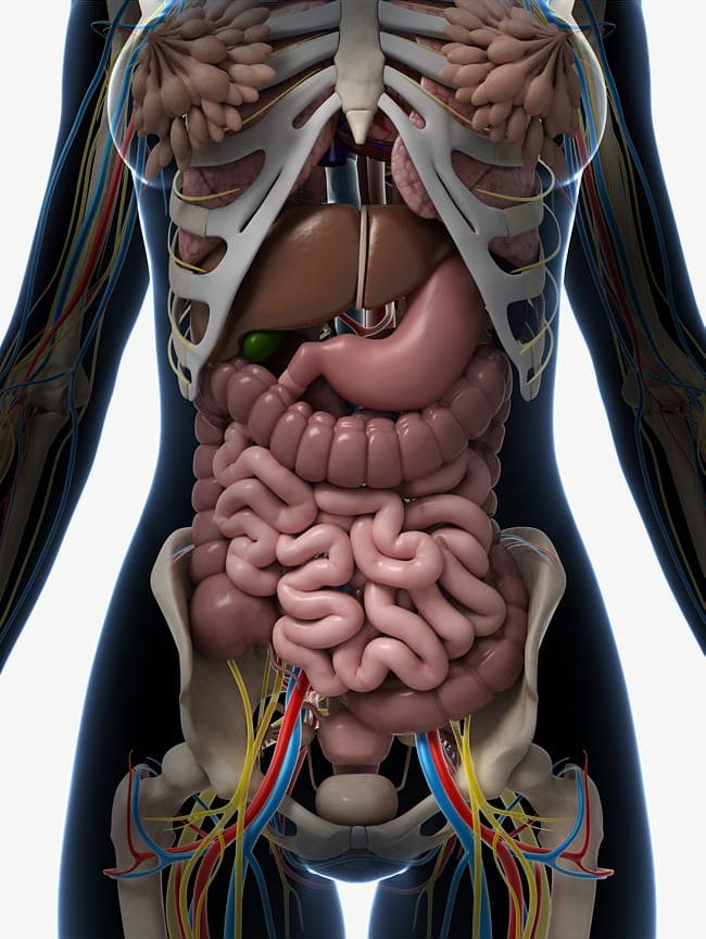 Female Human Organ Tissue Model PNG Clipart Care Female Clipart 