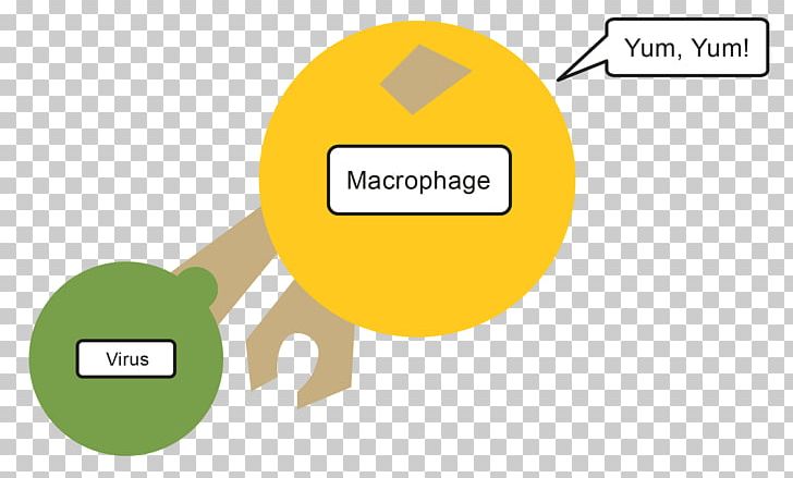 Diagram Passive Immunity Immune System Drawing PNG, Clipart, Antitoxin ...