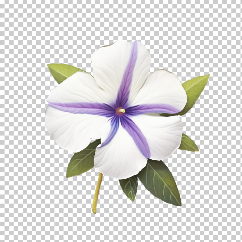 Vinca Flower - White And Purple Flower Illustration PNG, Clipart ...