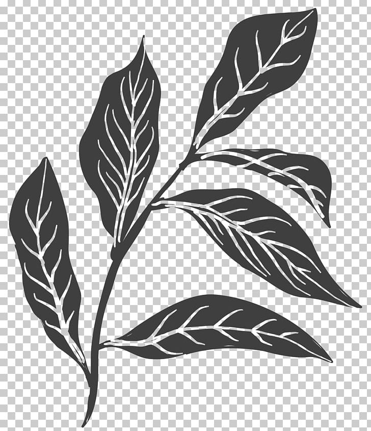 Leaf PNG Clipart Adobe Illustrator Art Black And White Branch Download Free PNG Download