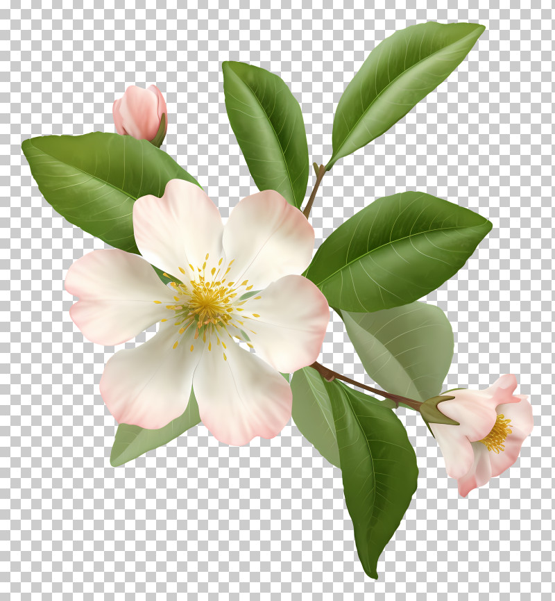 Flower - Branch With Delicate White And Pink Flowers PNG, Clipart ...
