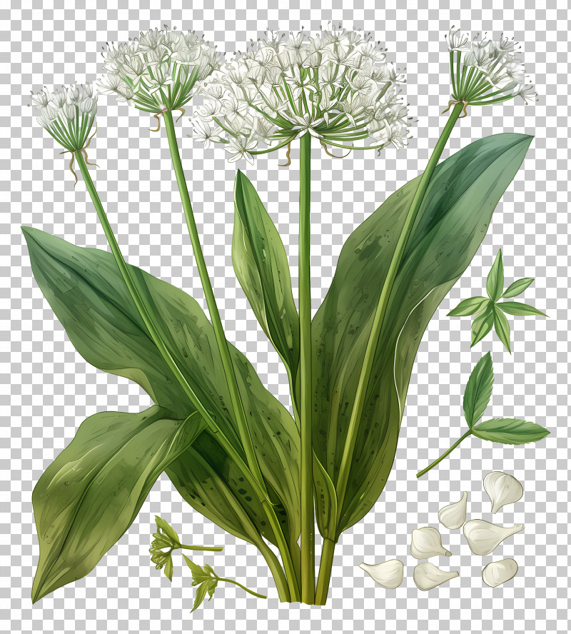 Wild Garlic Flower - Botanical Plant Illustration PNG, Clipart ...