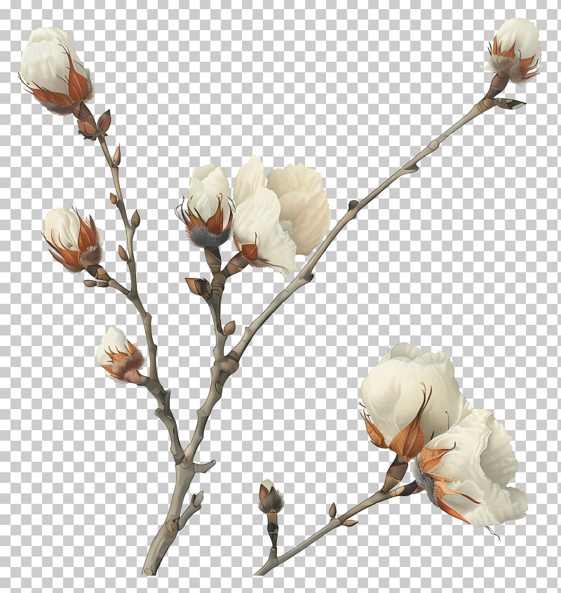 Fluffy Cotton Twig - Cotton Branch With White Flowers PNG, Clipart ...