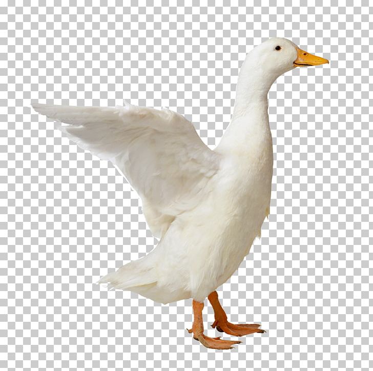 Duck American Pekin PNG, Clipart, American Pekin, Anatidae, Animals ...