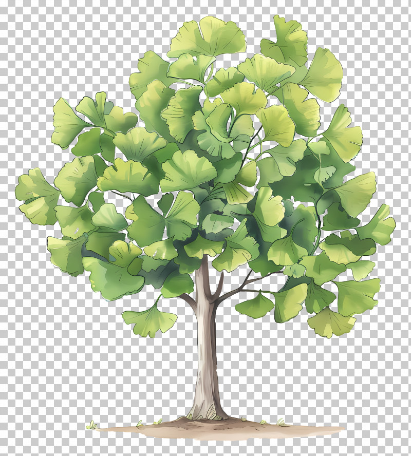 Ginkgo Tree - Illustration Of A Green Leafy Tree In Nature PNG, Clipart ...