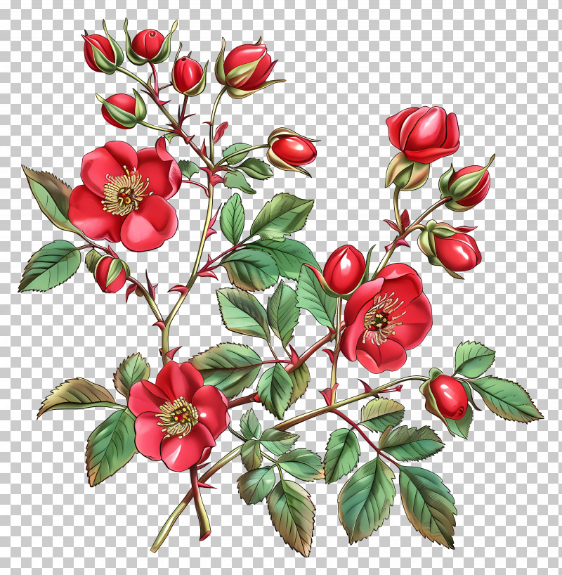 Rosehip Flowers - Detailed Illustration Of Red Flowers With Green ...