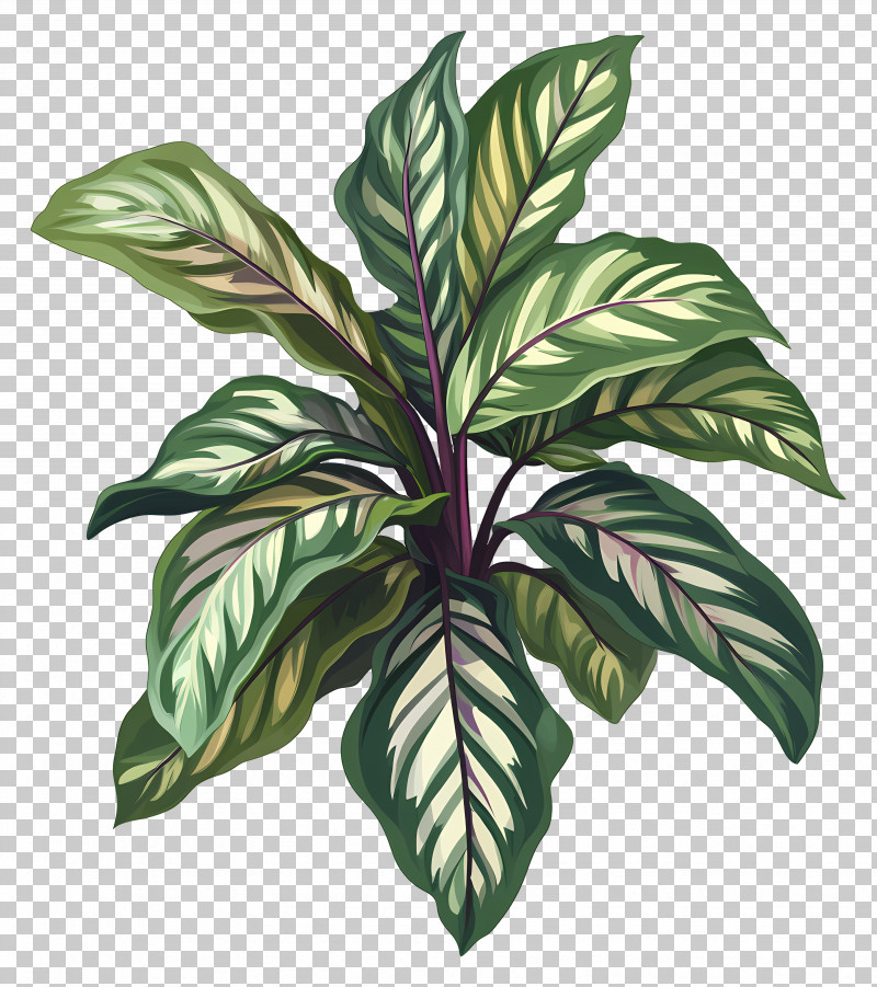 Calathea - Green Plant Cartoon Illustration PNG, Clipart, Calathea ...