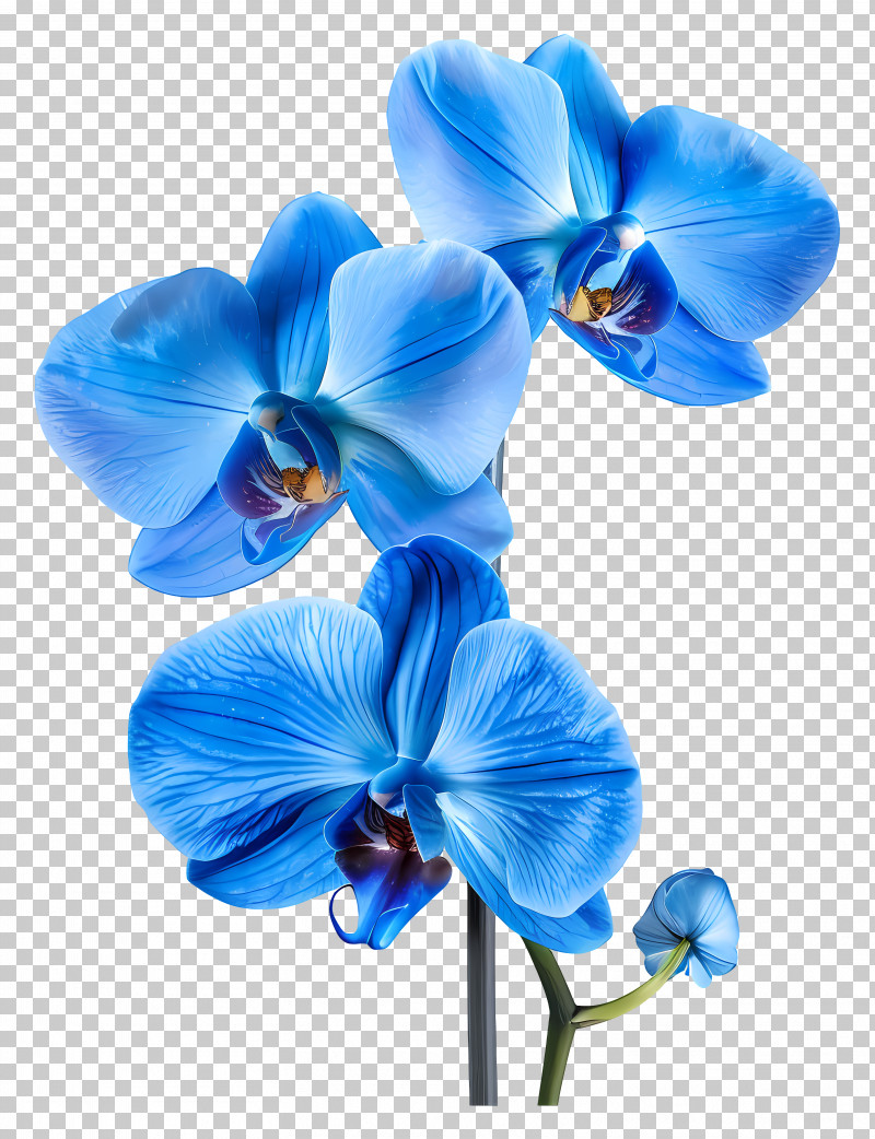 Orchid Flower - Vibrant Blue Orchid Flower Illustration PNG, Clipart ...