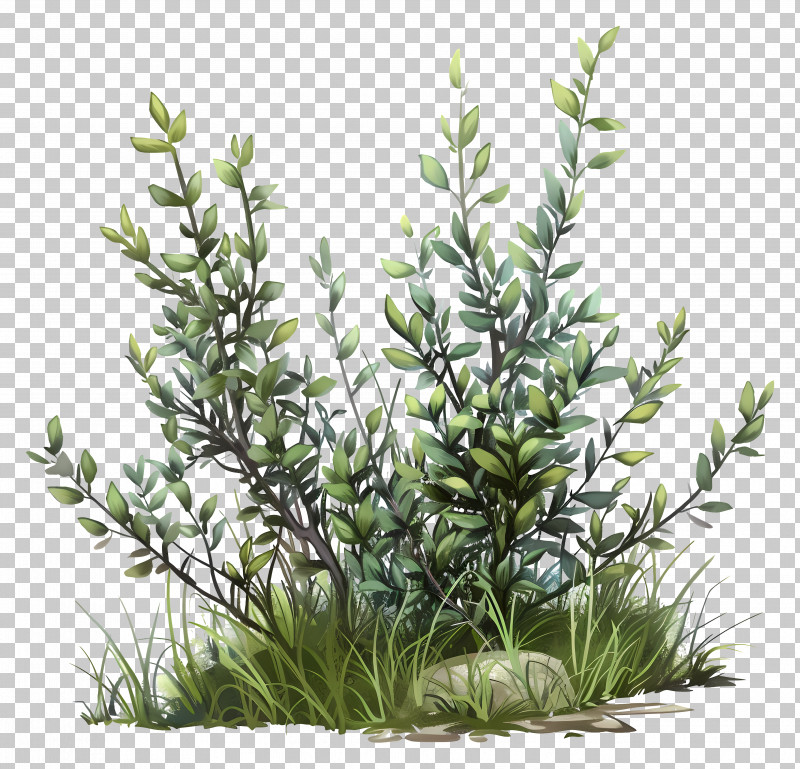Bush Garden Plant - Green Bush Plant Illustration PNG, Clipart ...